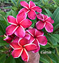 Plumeria rubra GINA
