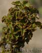 Croton socotranum